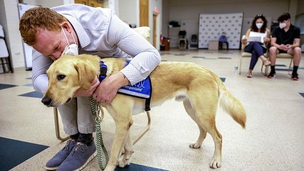 Best service dog breeds: Which canines excel at caring for humans ...