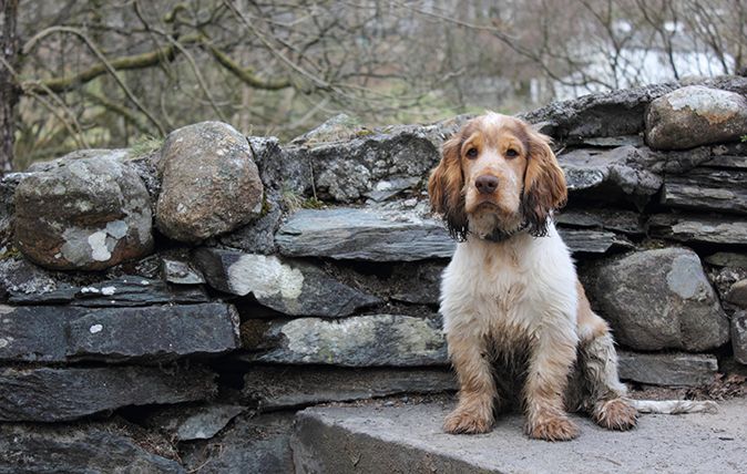 Cocker spaniel vs springer spaniel: What owners need to know | Country Life
