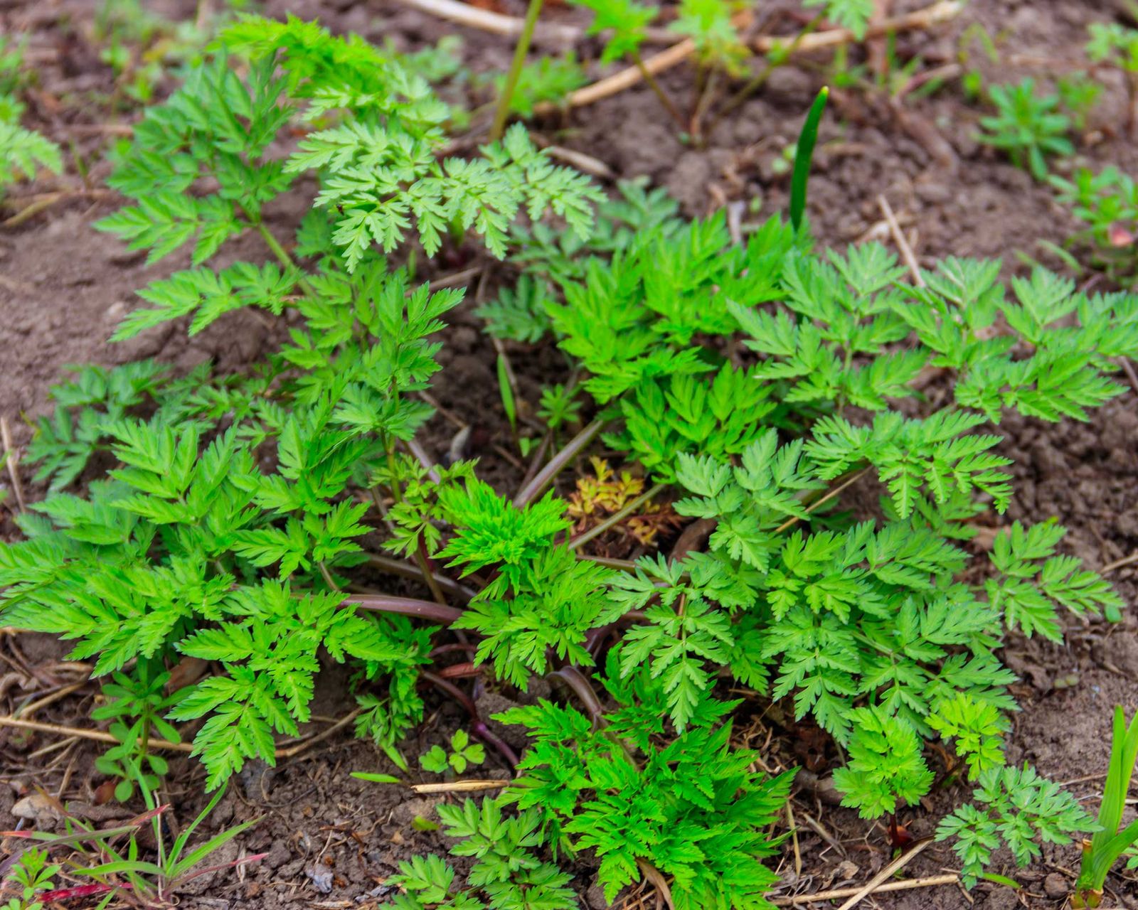 How to get rid of poison hemlock: remove this toxic plant | Gardeningetc