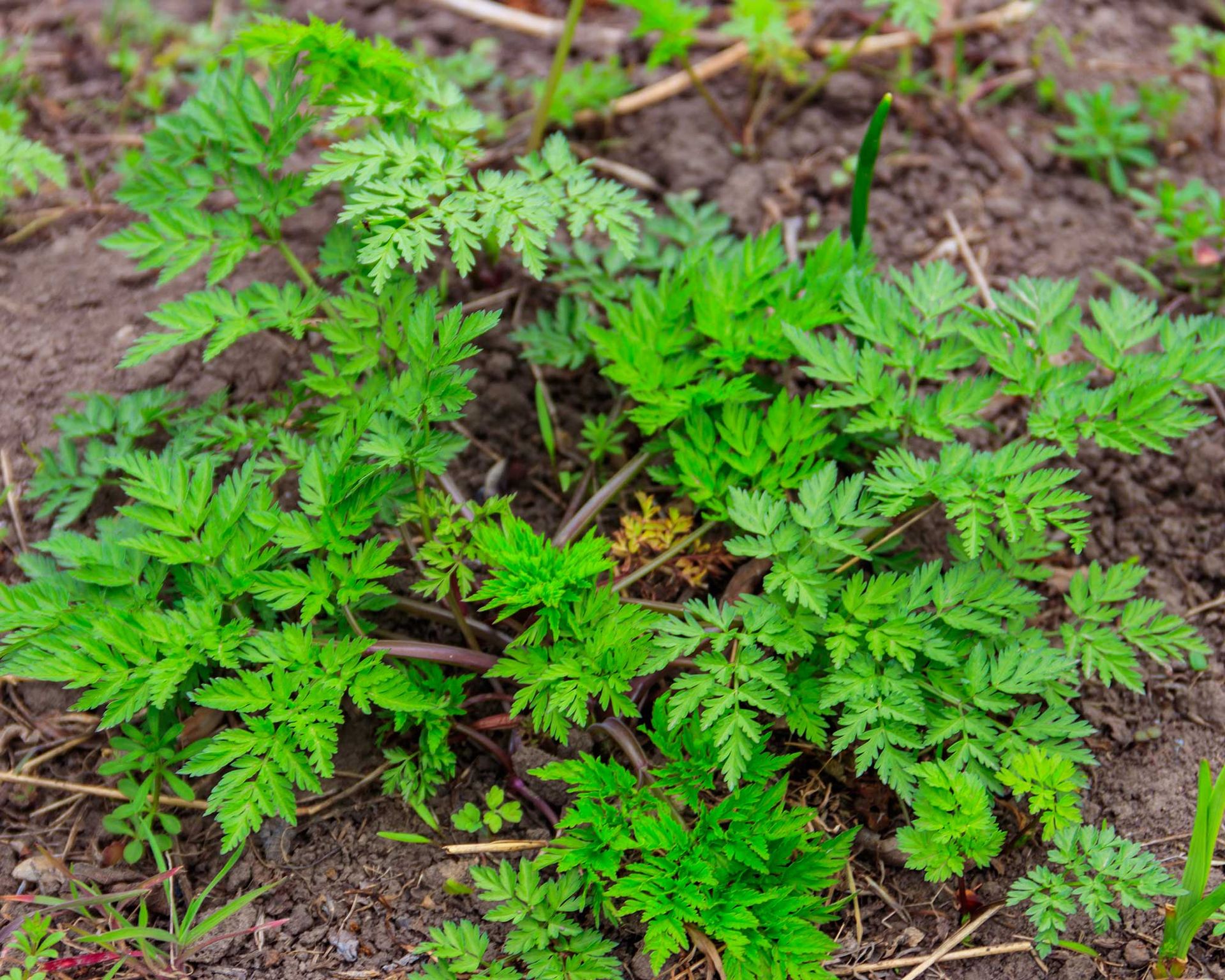How to get rid of poison hemlock: remove this toxic plant | Gardeningetc