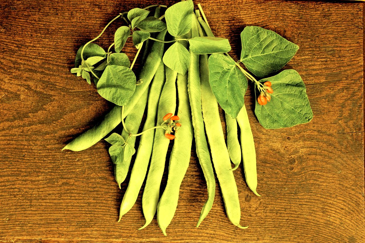 How to grow runner beans – from seed and in pots | Homes and Gardens
