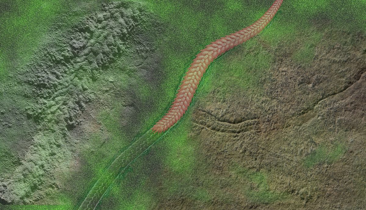 Spiky Worm’s Ancient ‘Death March’ Might Be Earliest Known Animal ...