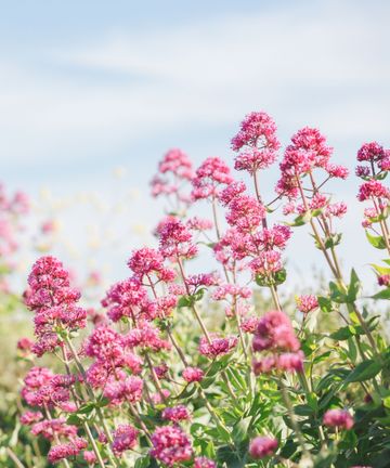 12 garden plants that are safe for cats | Real Homes