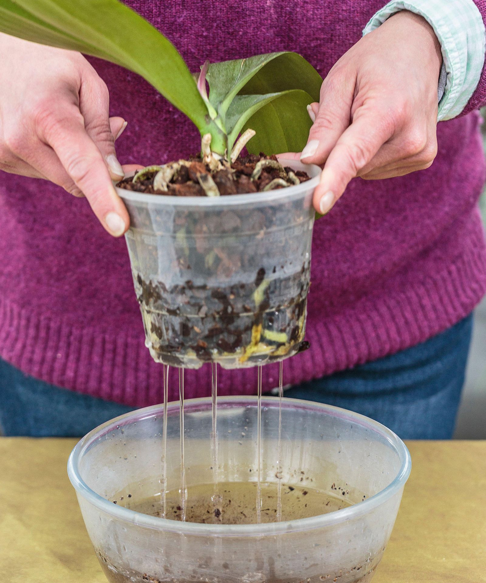 Watering Orchids With Ice Cubes – Discover The Pros And Cons | Gardening Know How
