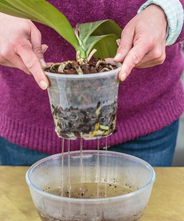 How Often To Water Orchids – The Definitive Guide | Gardening Know How