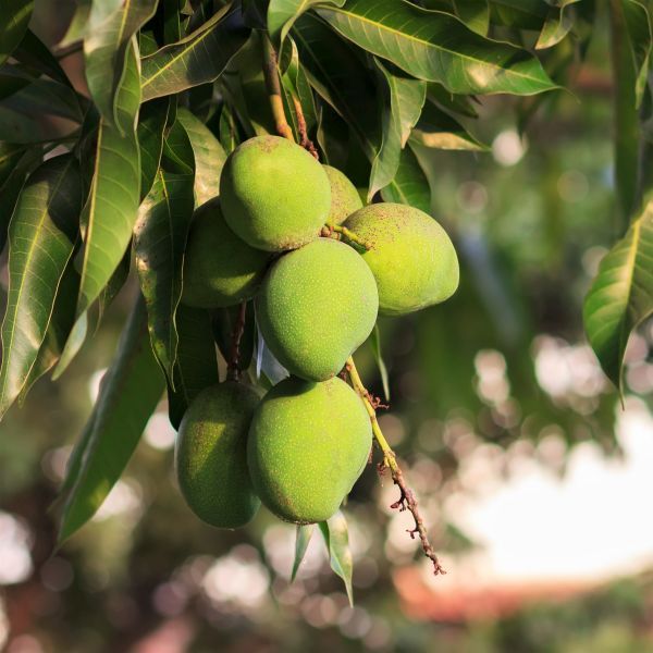 How to grow mango trees at home - an expert guide | Homes and Gardens