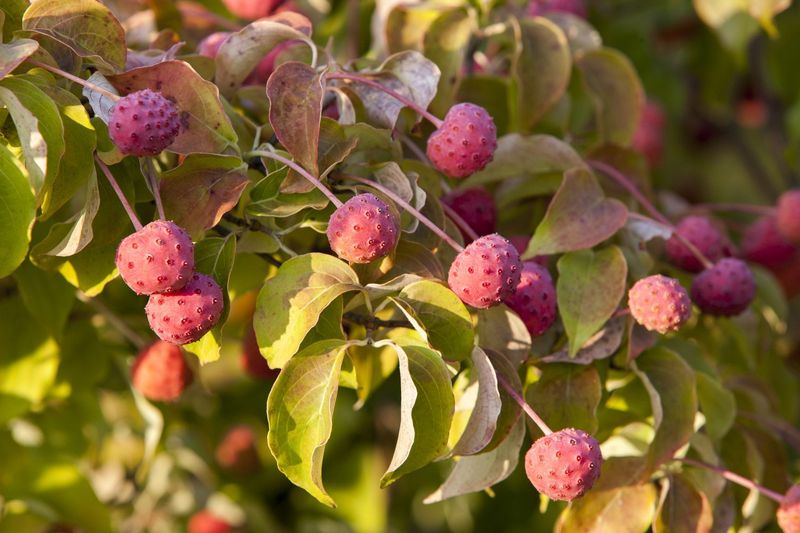 Tips & Information about Zone 4 | Gardening Know How