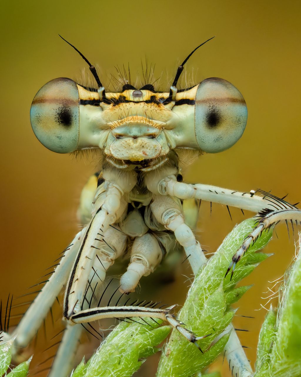 Close Up Photographer of the Year 2023 winner features alien-like ...