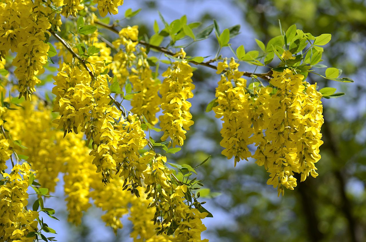 Best trees for clay soil: 11 varieties for every garden | Homes and Gardens