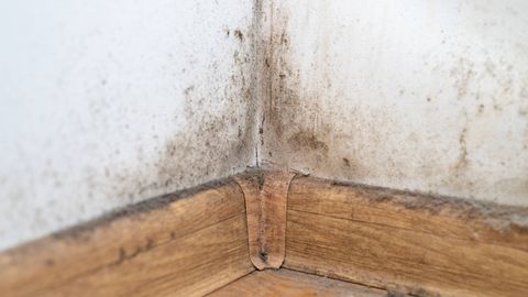 Mould on skirting boards? Why it happens and how to get rid of it ...