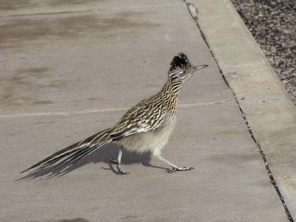 Darlings of the American Deserts: Photos of the Greater Roadrunner ...
