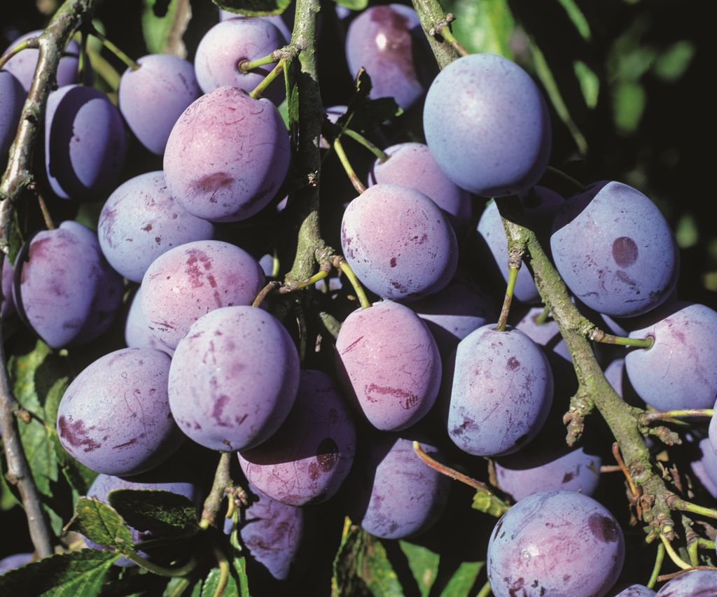 How to grow a damson tree - expert tips for healthy trees | Homes and ...