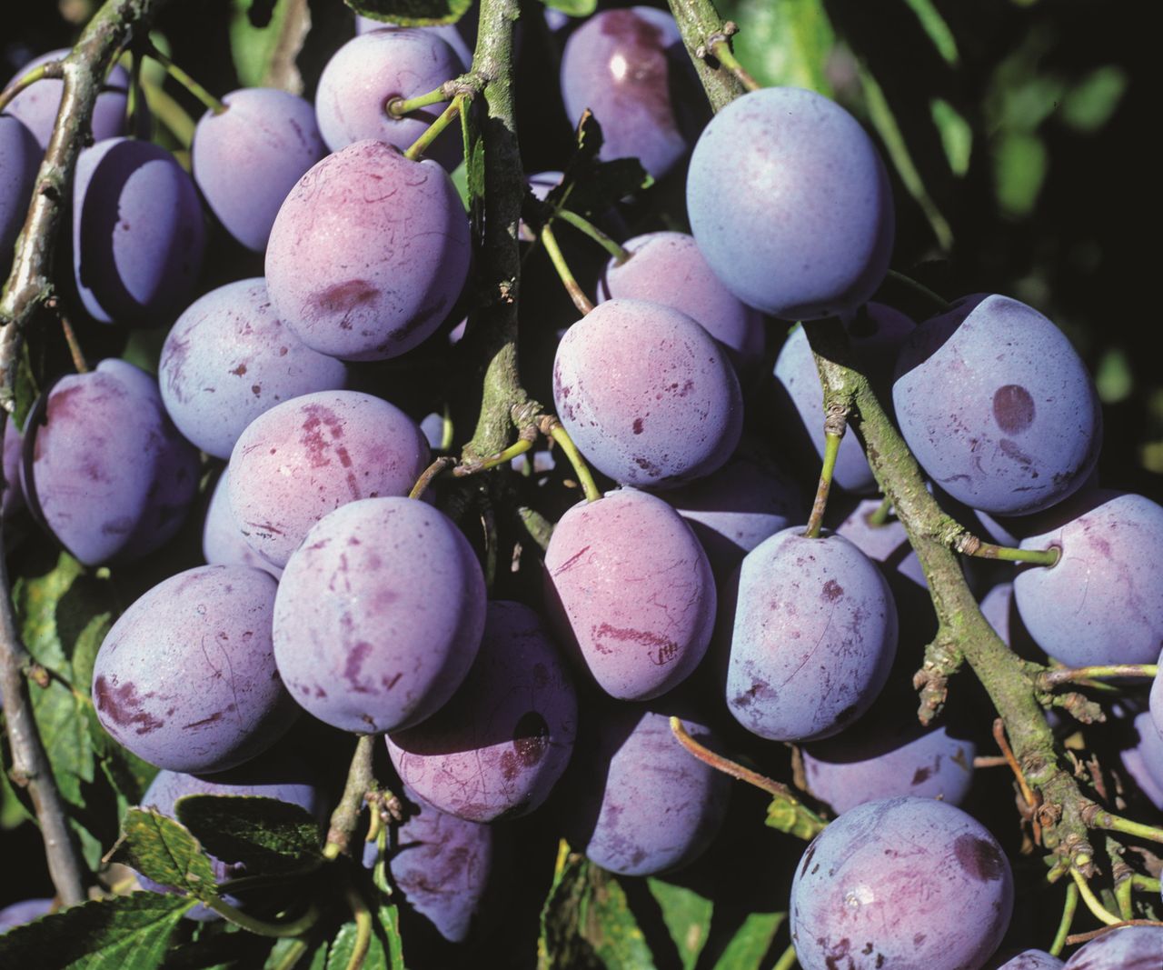 How to grow a damson tree - expert tips for healthy trees | Homes and ...