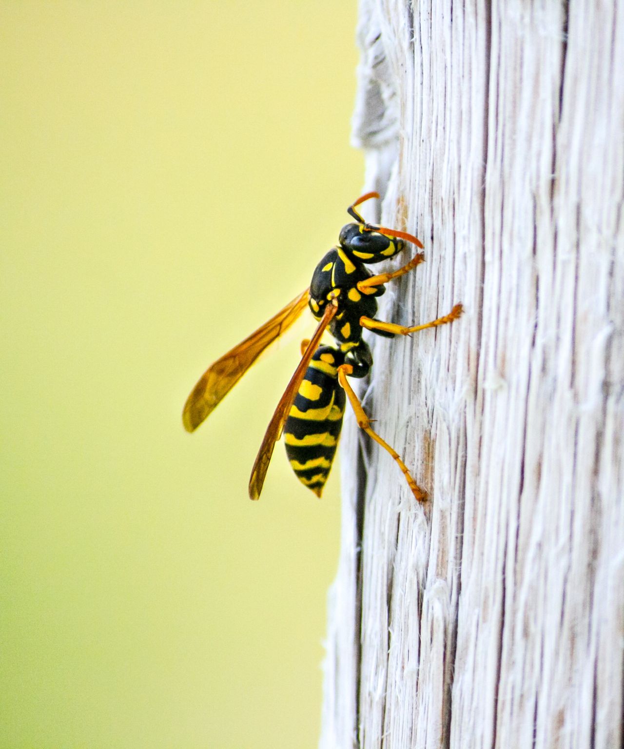How to keep wasps away from your porch: for good | Homes and Gardens
