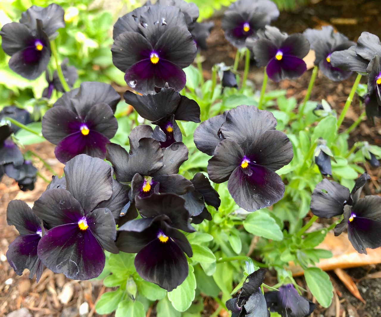 Grow These Types Of Black Flowers For A Moody Spring Garden | Gardening ...