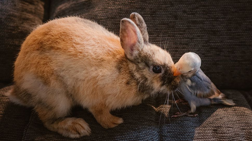 Vet reveals how to house train a rabbit (and it's just 5 steps ...