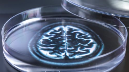 How does cloning work? | Live Science