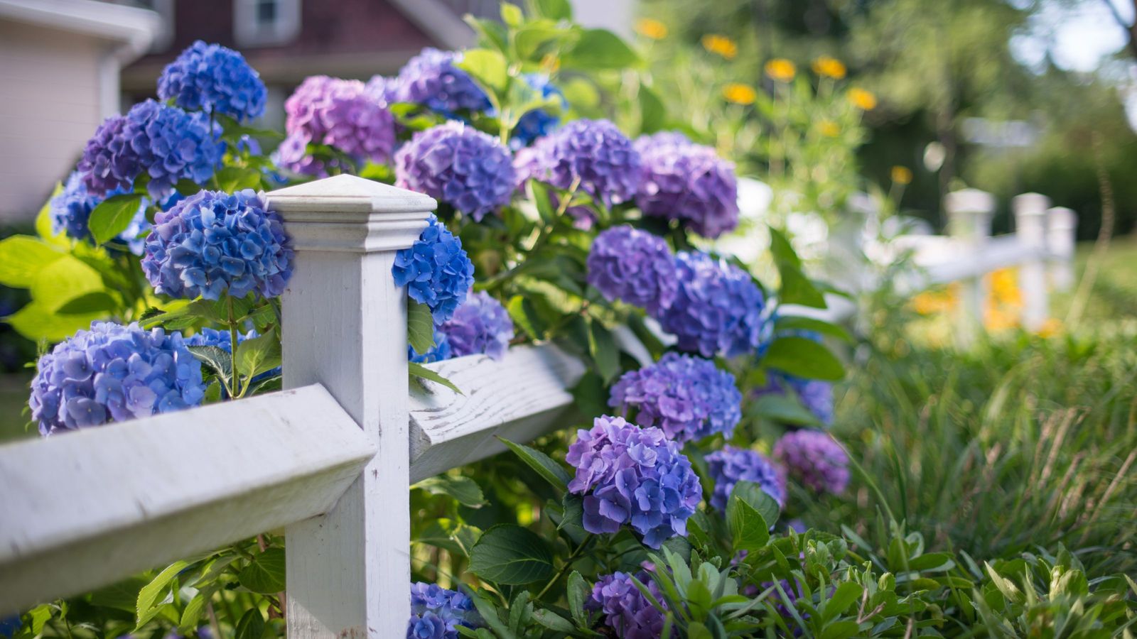 The 4p trick that turns hydrangea blooms from pink to blue | Ideal Home