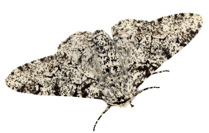 A simple guide to identifying British moths | Country Life