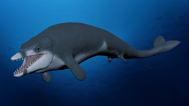 Tiny 'King Tut' whale 'lived fast and died fast' in ancient Egyptian ...