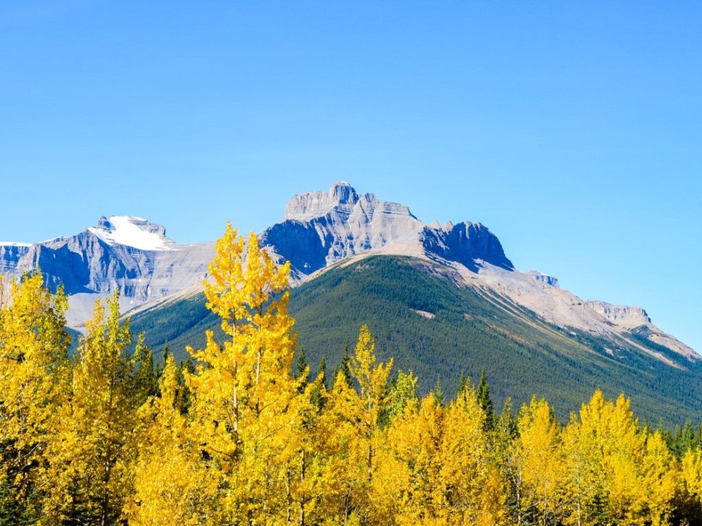 Yellow Fall Foliage - Learn About Trees With Yellow Fall Leaves ...