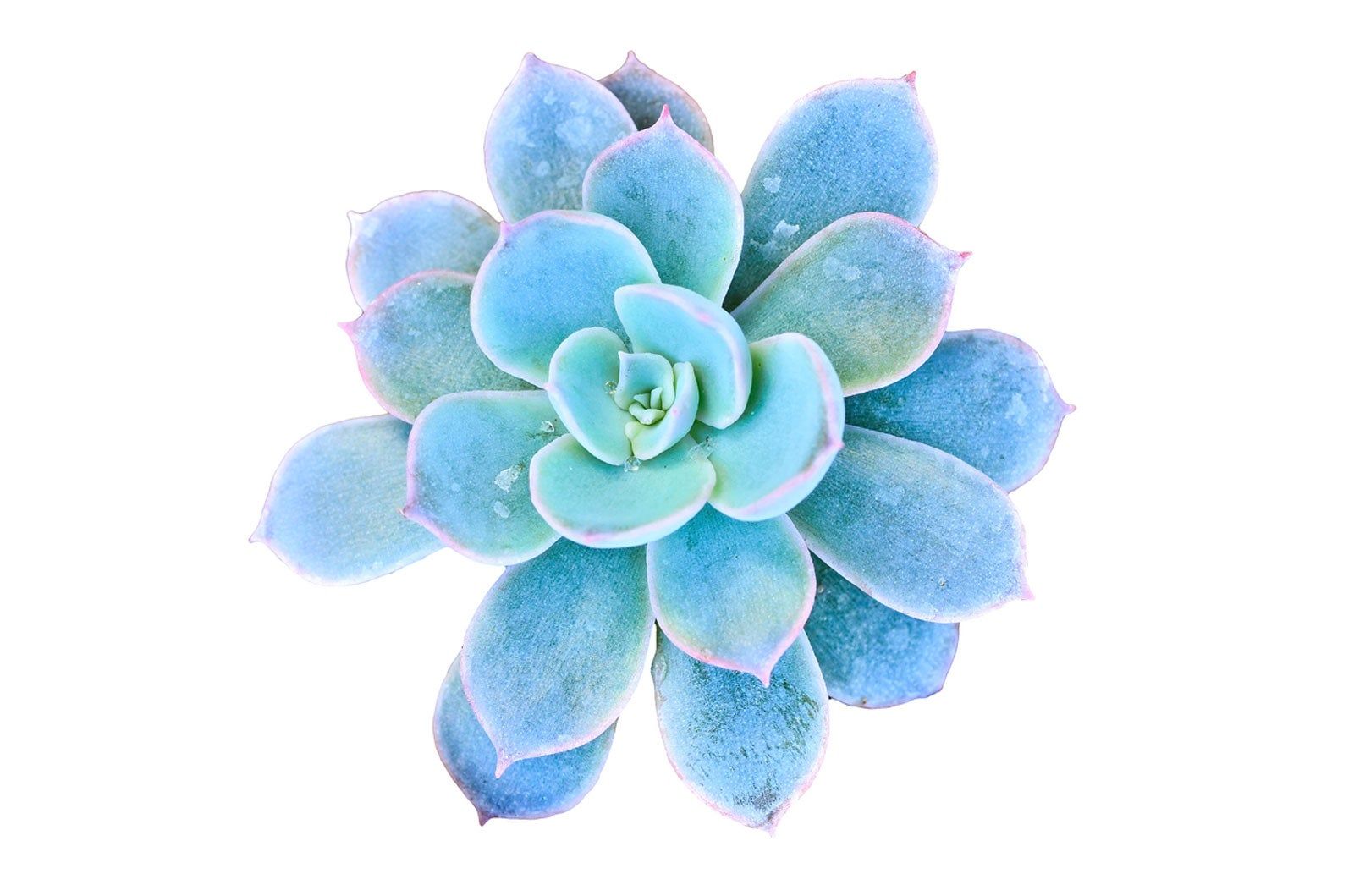 Blue Succulent Plants – Learn About Different Types Of Blue Succulents ...