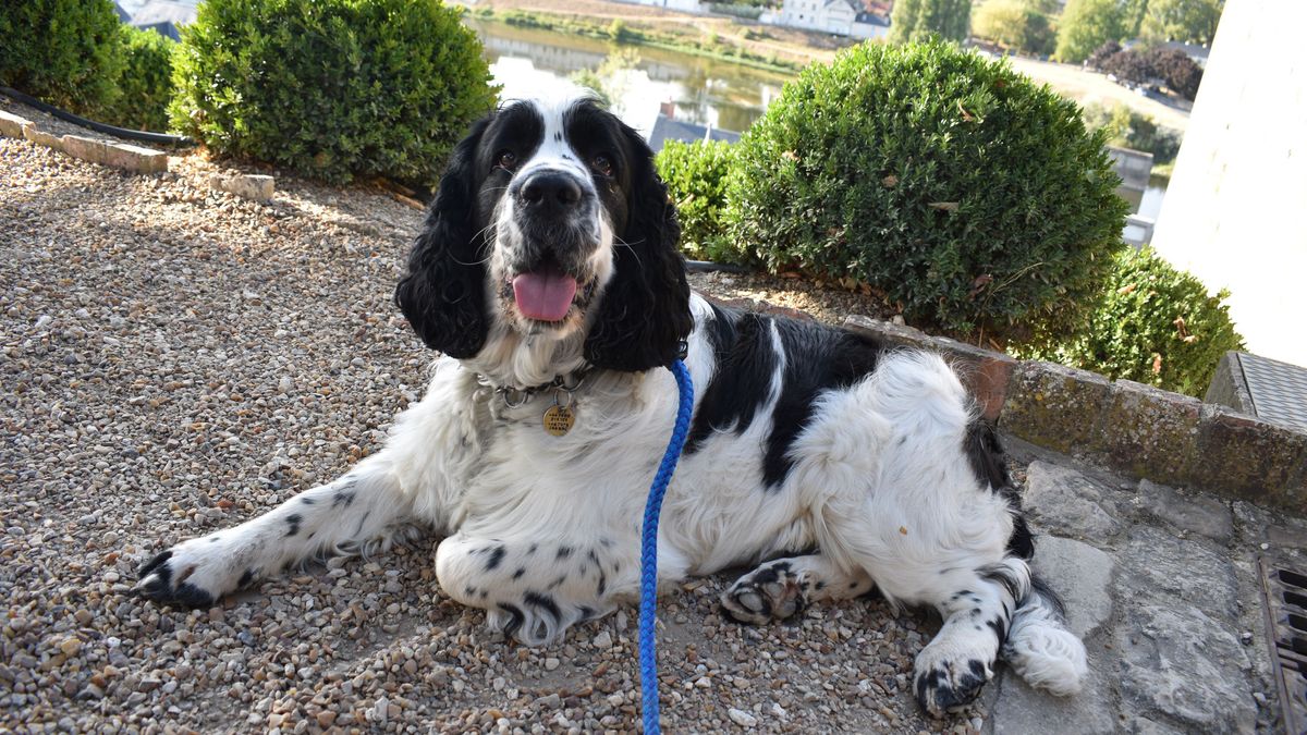 These brilliantly simple hacks help keep my dog cool on long hot car ...