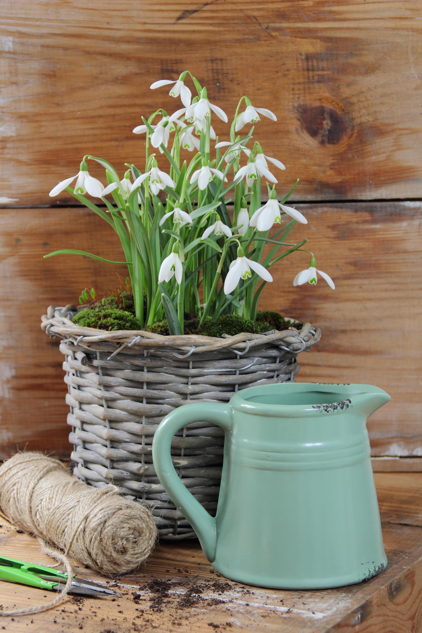 Best winter houseplants: 21 plants to grow indoors in winter | Homes ...