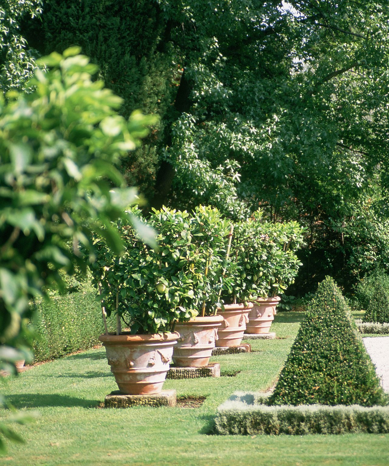 How to prune a lemon tree: expert tips to keep it in shape | Homes and ...