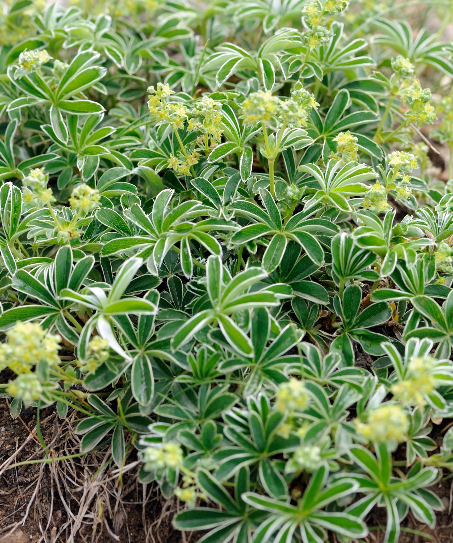 Best alpine plants: 16 types for borders, pots and rockeries | Gardeningetc
