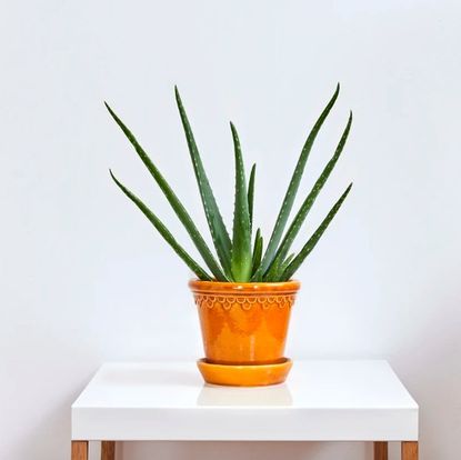 The best desk plants – 8 plants for your home office | Livingetc
