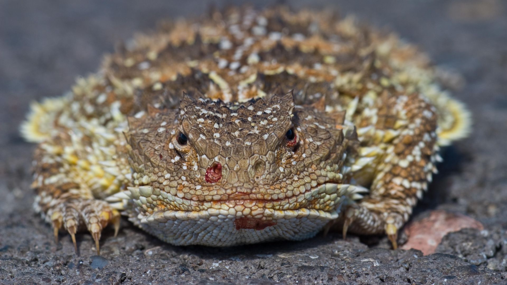 Short-horned lizard: The inflatable 'horny toad' that squirts toxic ...