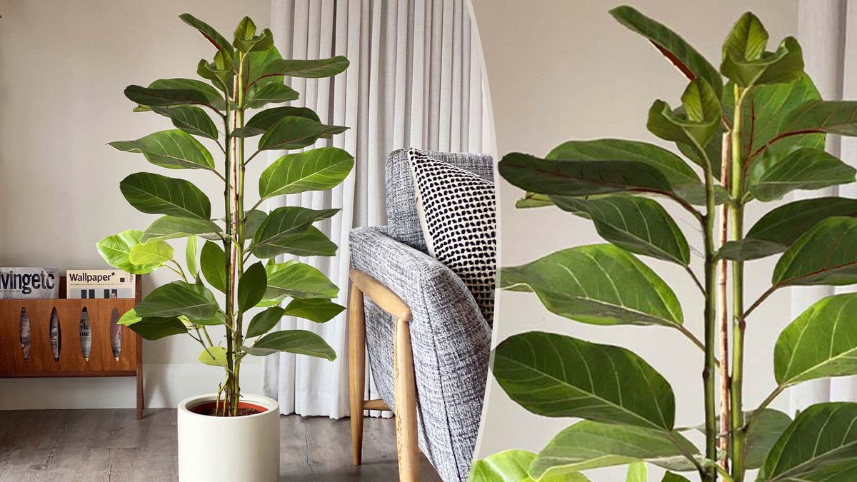 No space for a Christmas tree? Here's 5 alternative houseplants to add ...