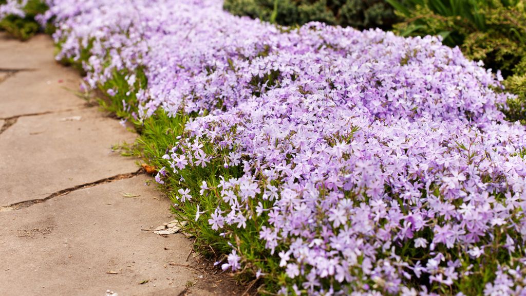 7 plants that grow back every year | Tom's Guide