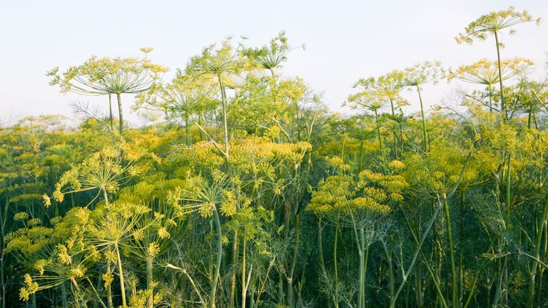When to prune catmint: 4 simple steps for beautiful blooms | Homes and ...
