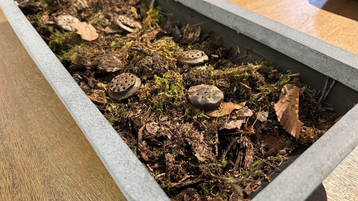 Keurig's new K-Rounds coffee pods are plastic-free and could finally ...