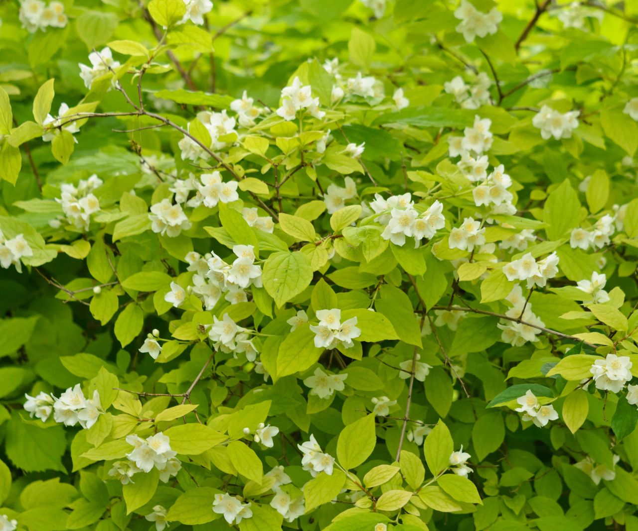 Mock orange varieties: 12 stunning types of philadelphus | Homes and ...