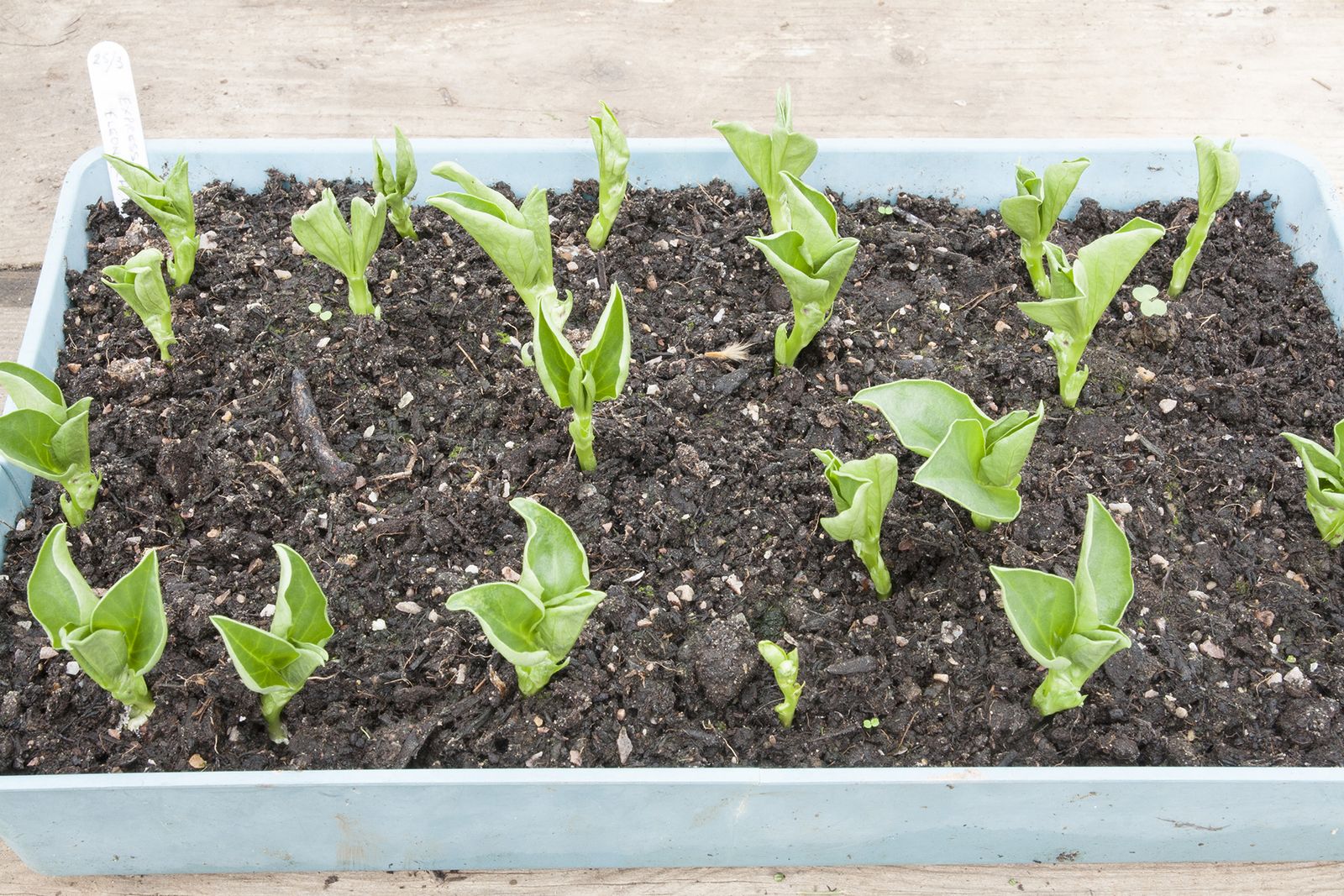 How to grow fava beans – everything you need to know for delicious ...