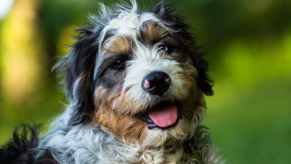 Doodle dogs: Popular breeds and do they make good pets? | PetsRadar