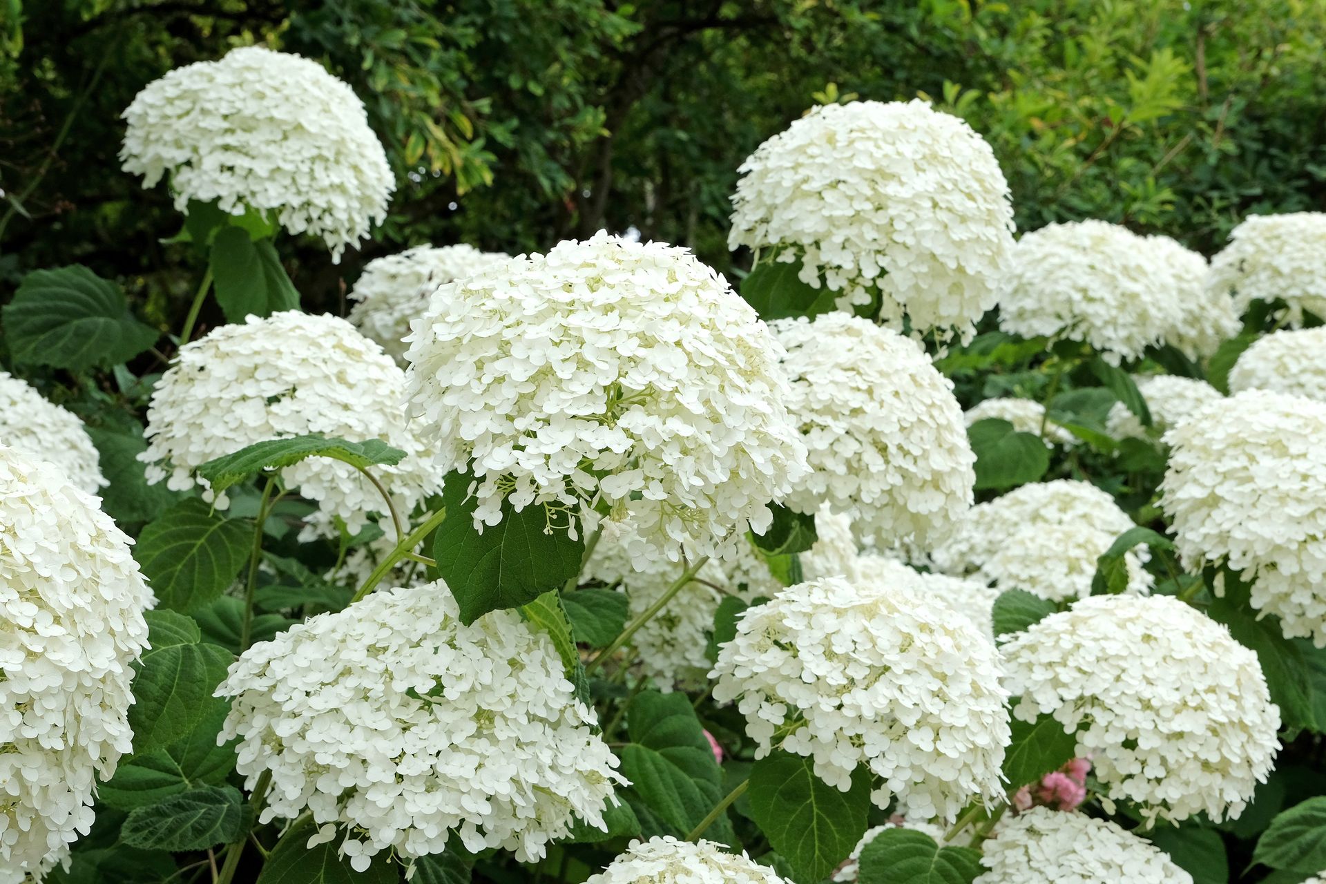 Cutting Back Hydrangeas in the Fall — An Expert Guide | Livingetc