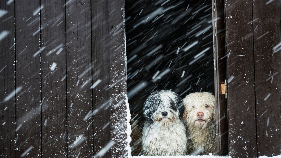 Frostbite in dogs: Symptoms, causes, treatment and vet advice | PetsRadar