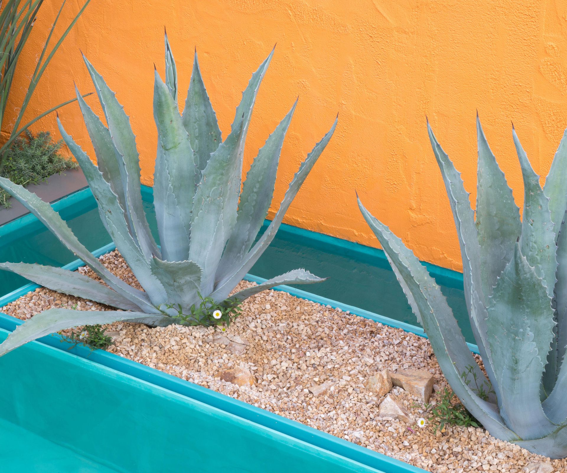 How to propagate agaves: 7 steps for striking succulents | Homes and ...