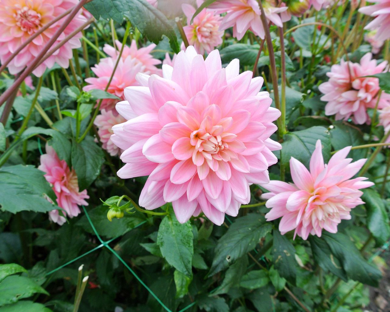 How to get rid of slugs: 13 natural ways to remove them from the garden ...