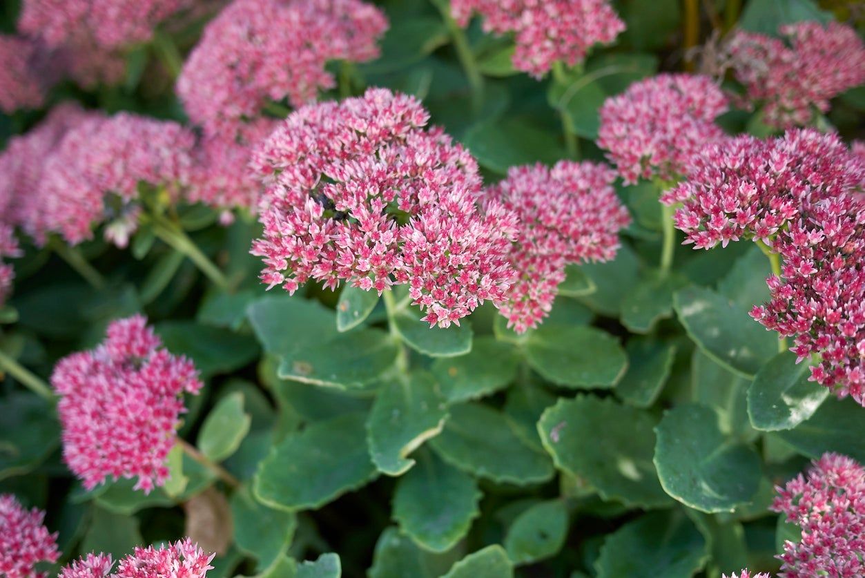 Plants For Drought Tolerant Landscaping | Gardening Know How