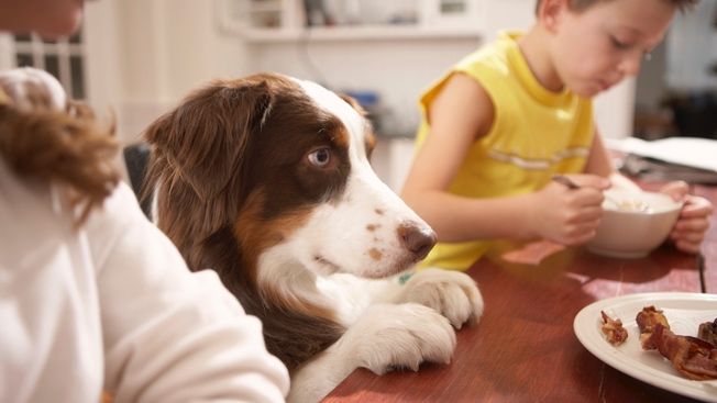 32 most common mistakes new dog owners make | PetsRadar