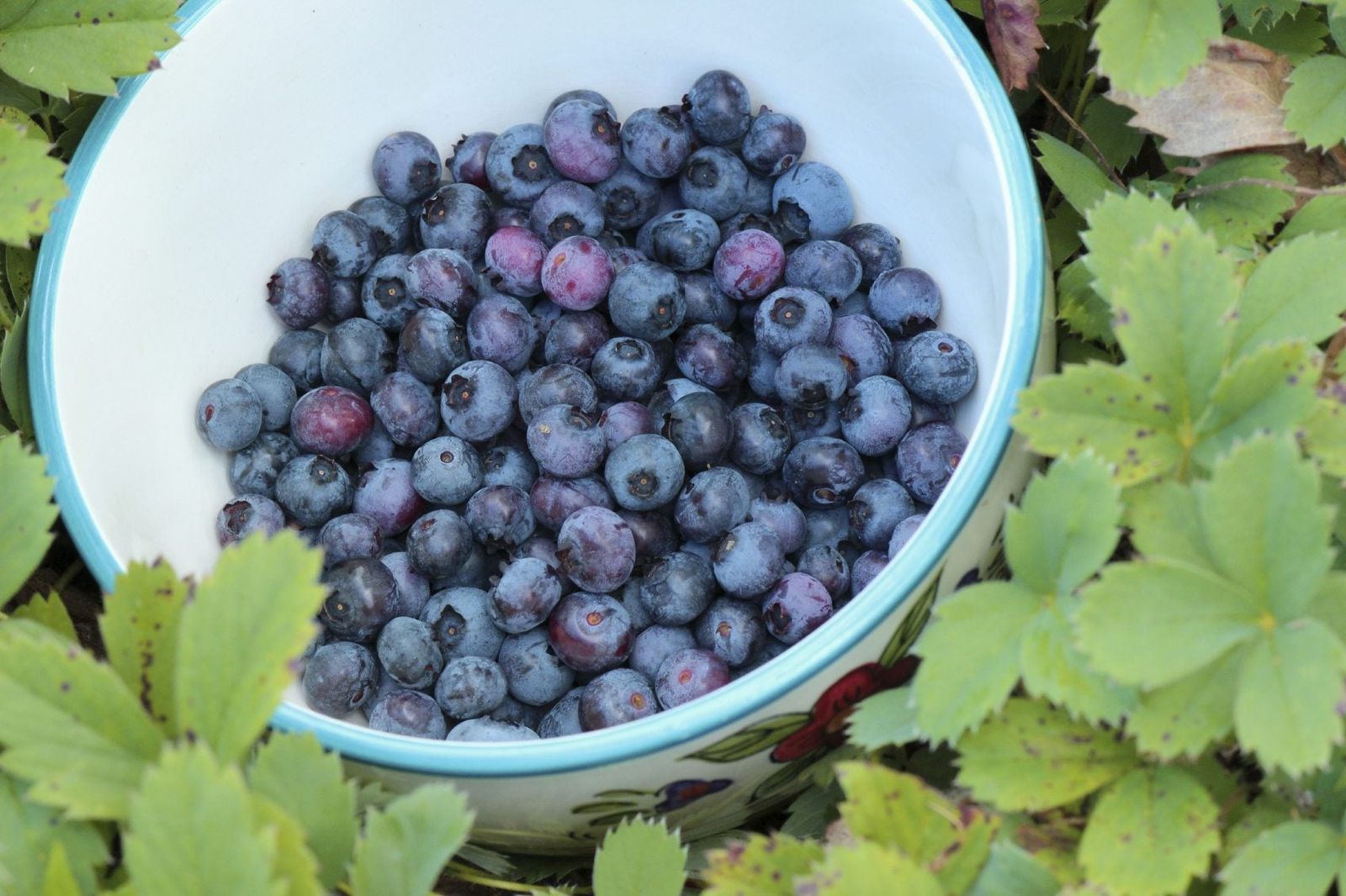 Information About Sour Blueberry Fruit - What To Do With Sour ...