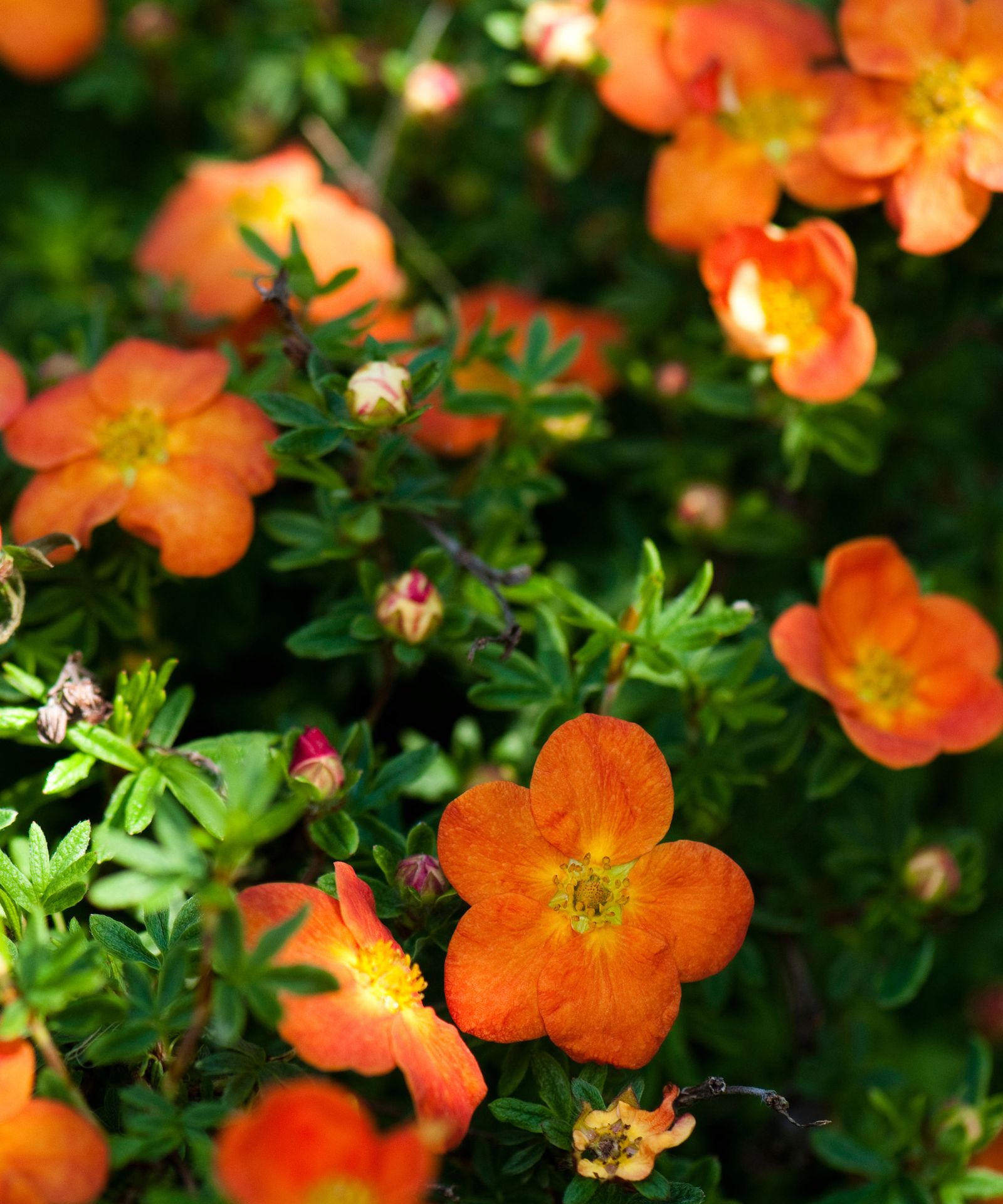Potentilla varieties: 15 pretty types to take your pick from | Gardeningetc
