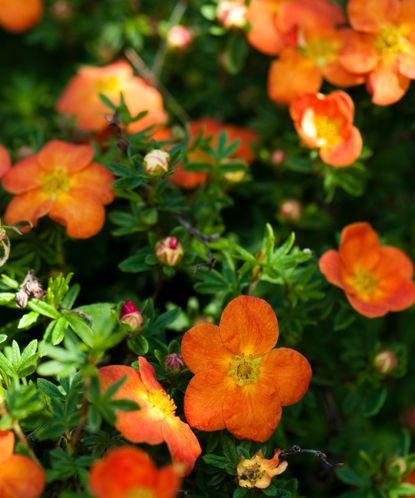 Potentilla varieties: 15 pretty types to take your pick from | Gardeningetc