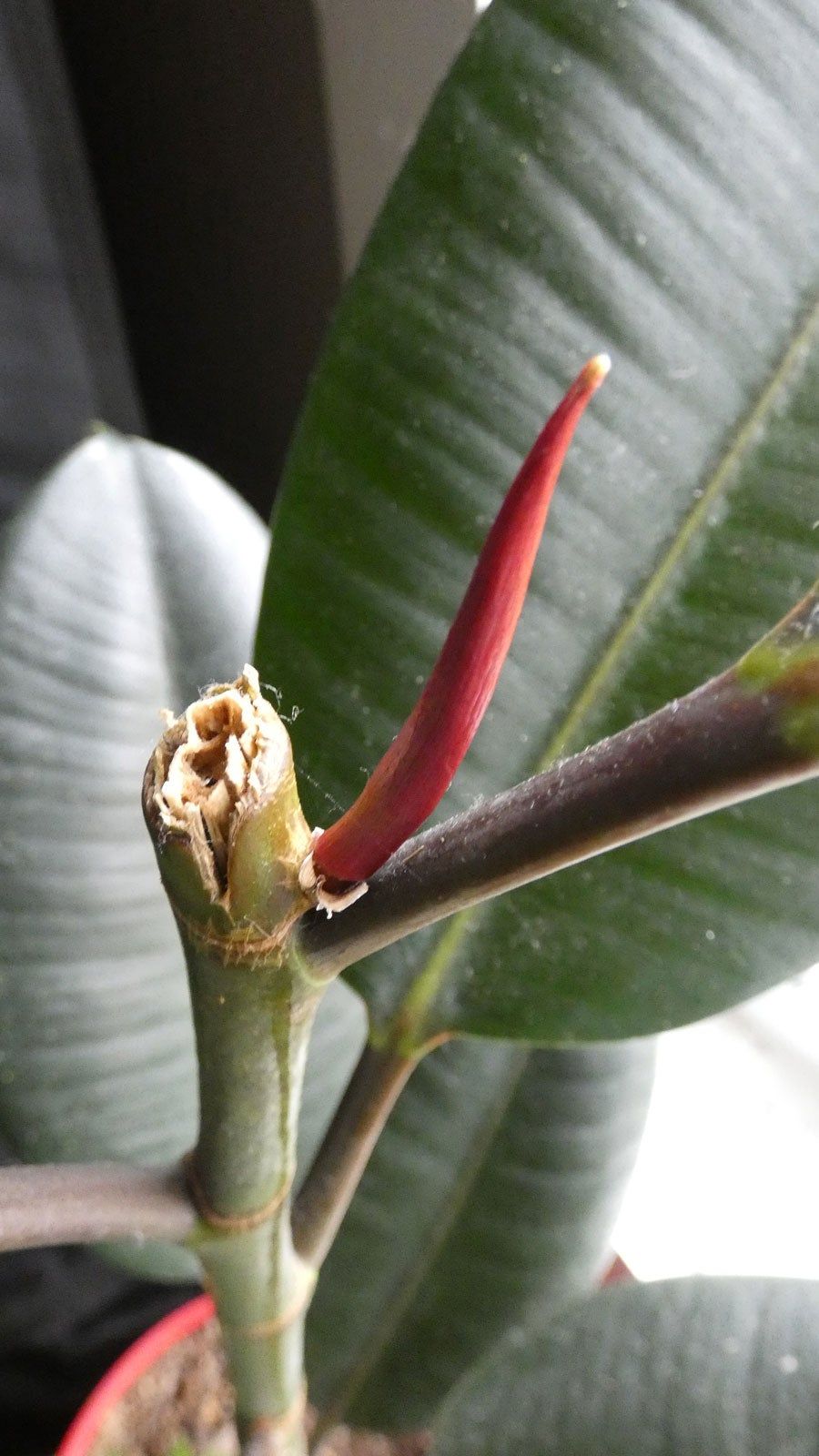 My Rubber Tree Won't Branch – How To Get A Rubber Tree To Branch ...