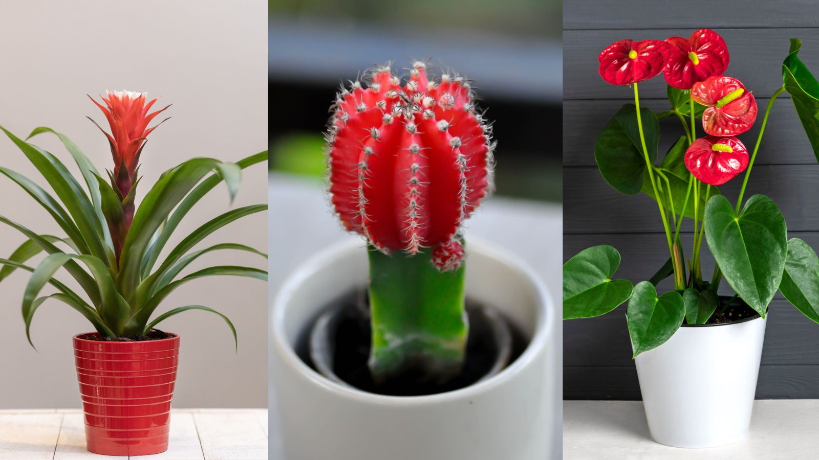 Best red houseplants: 7 energizing indoor plants